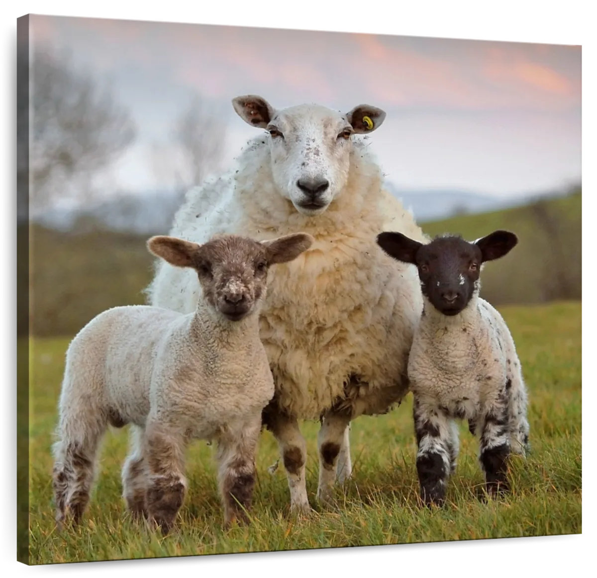 Elephant Stock Markethill Sheep - Wayfair Canada