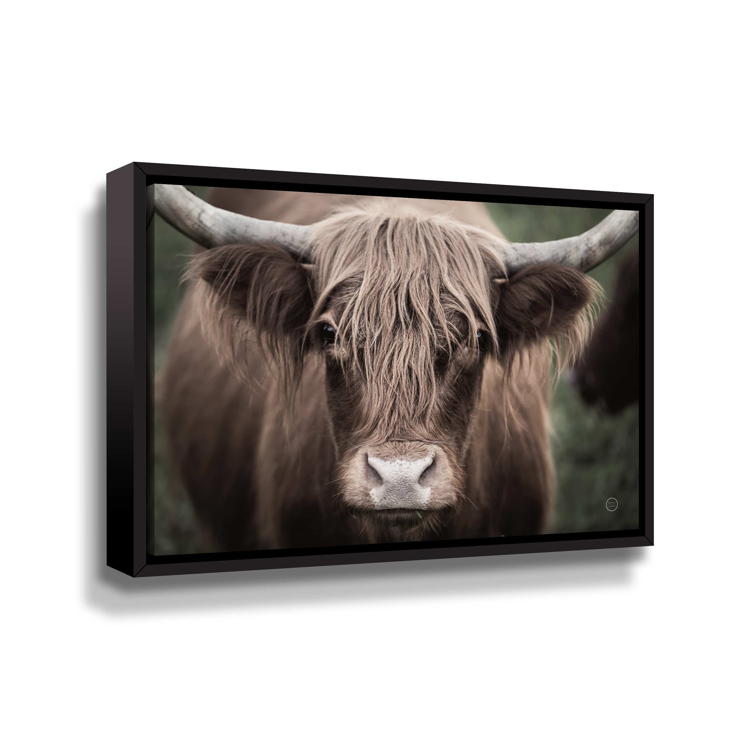 Gracie Oaks Cow Nose Light Gallery Wrapped Floater-Framed Canvas | Wayfair