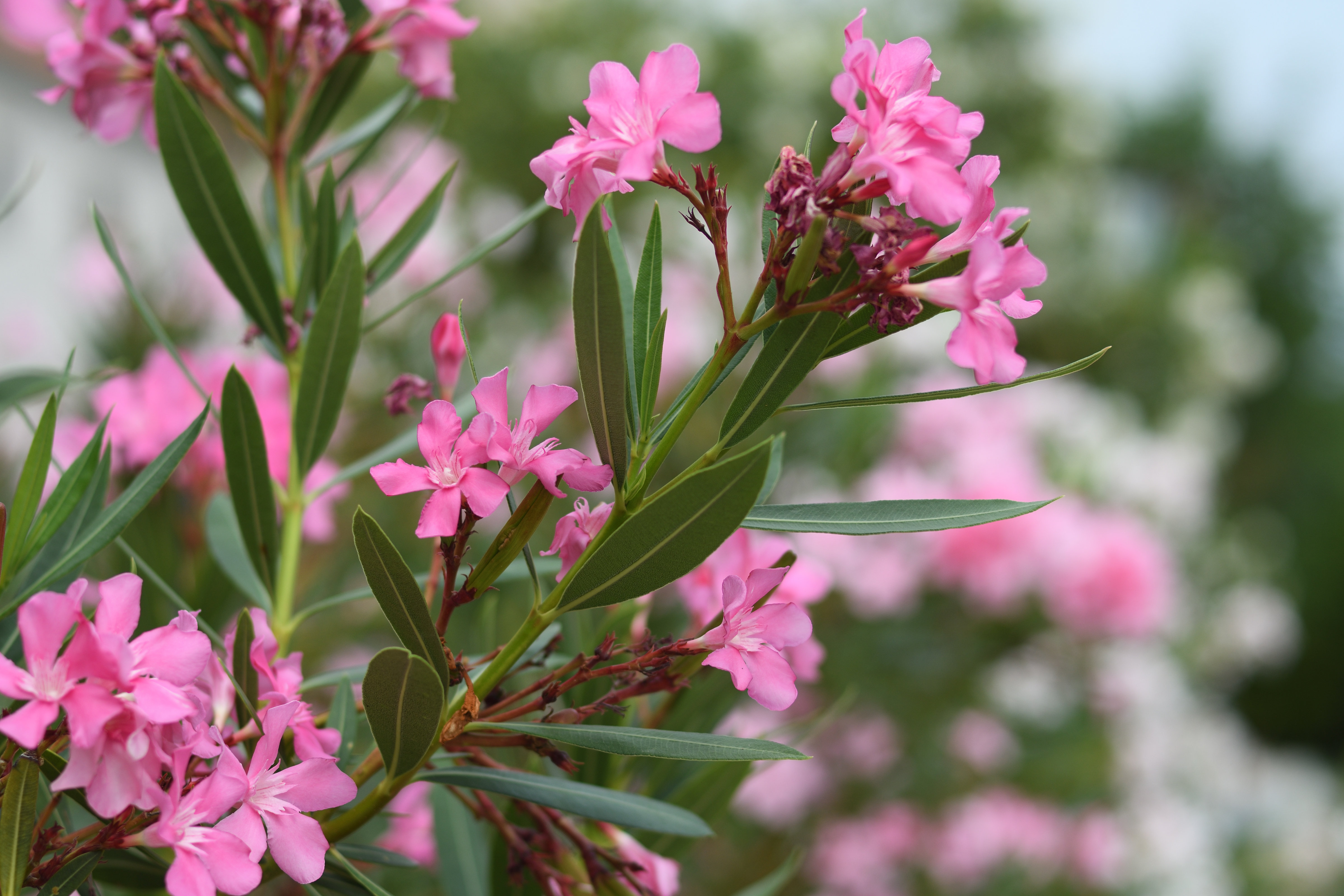Ebern Designs Hommer Branches Of Pink Oleander Flowers | Wayfair