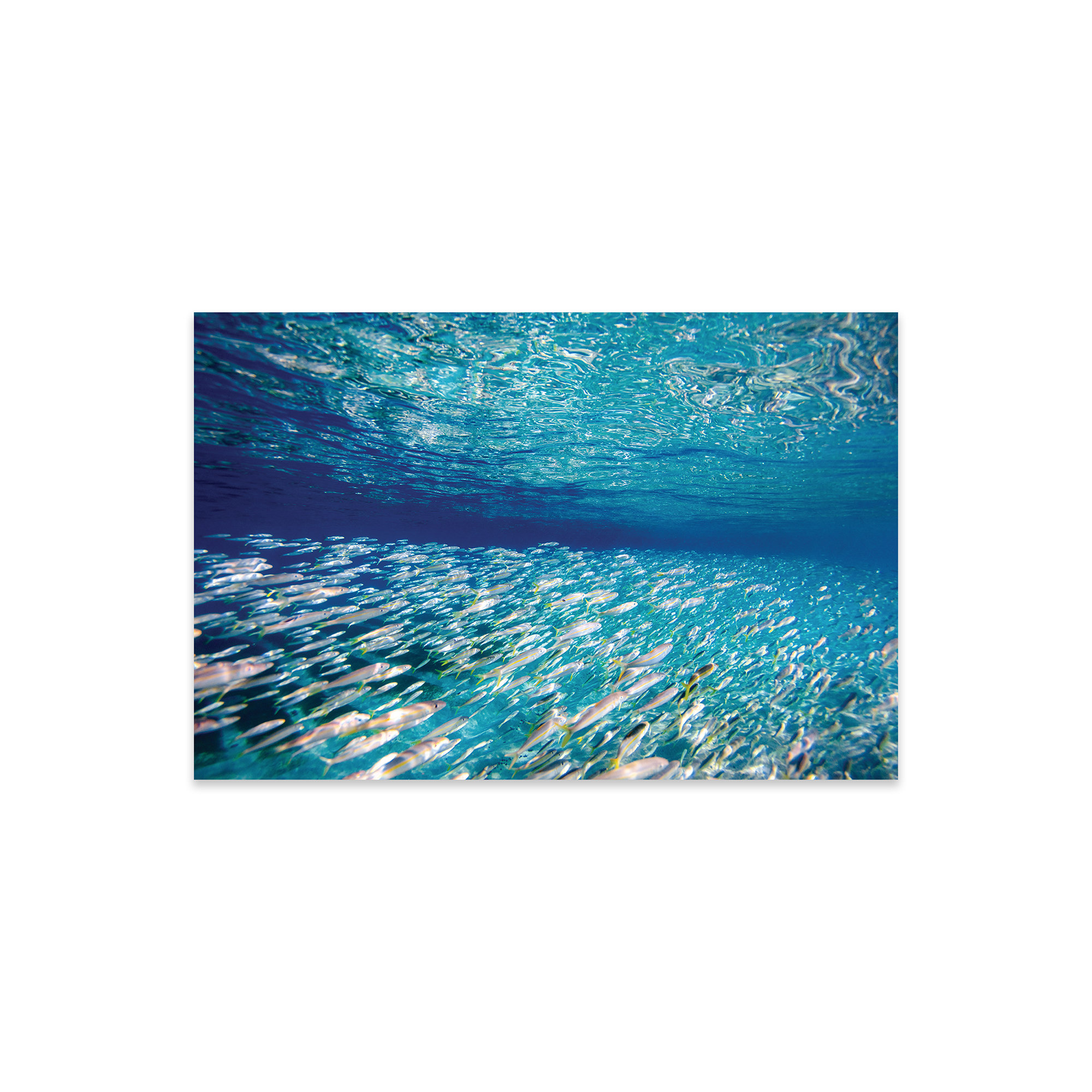 Dovecove Fish Highway by Sean Davey | Wayfair