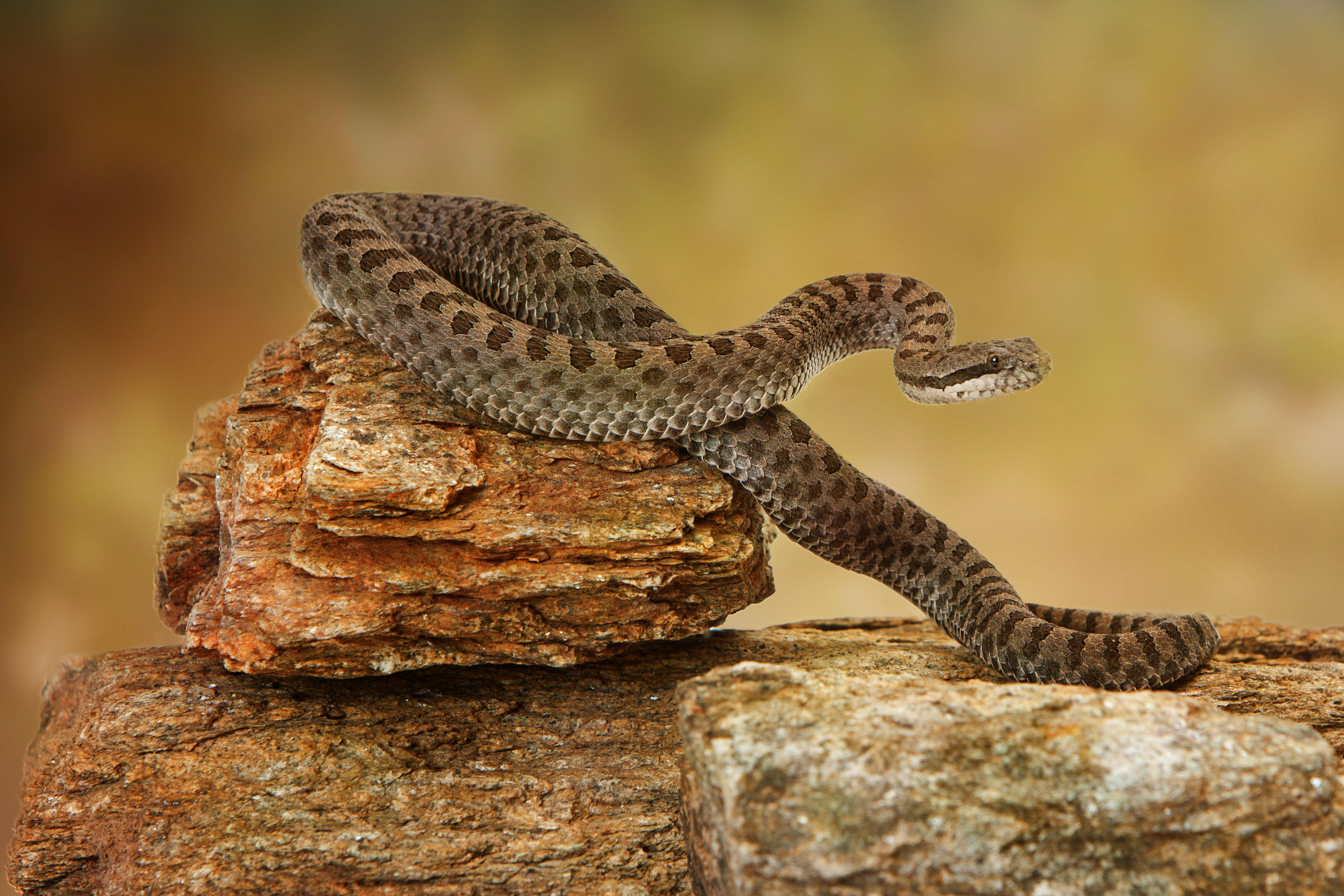 Ebern Designs Twin-Spotted Rattlesnake - Wrapped Canvas Photograph ...