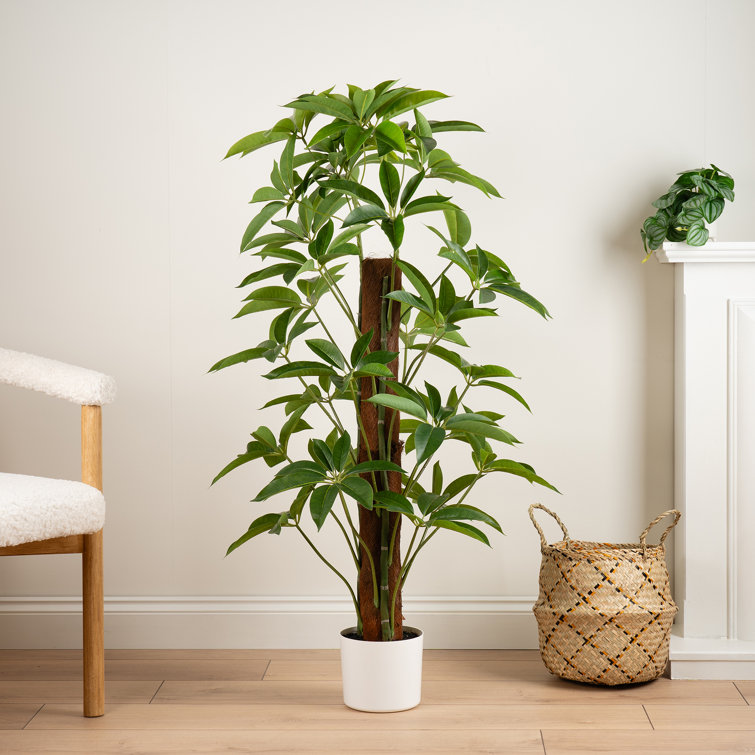 Brayden Studio 120cm Faux Real Touch Climbing Schefflera / Umbrella ...