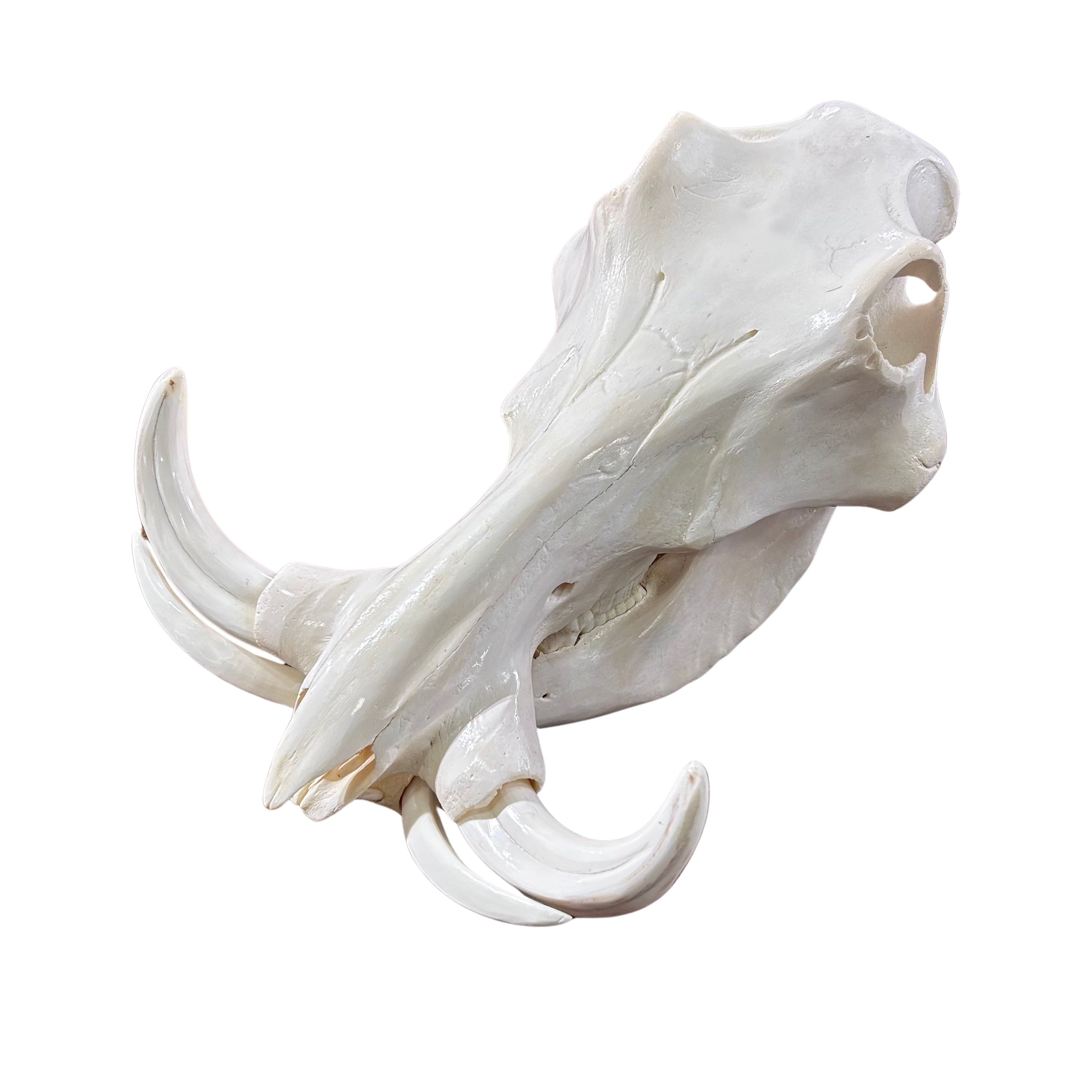 Warthog Skeleton Warthog Skull #00122 Craniates Curiosites: Oddity