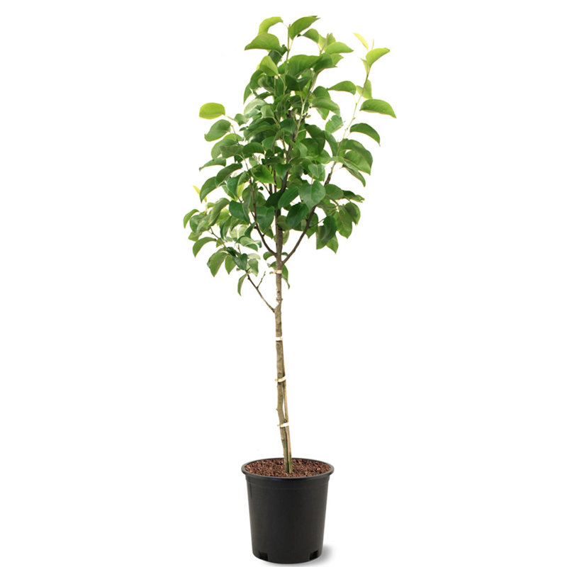 American Plant Exchange Live Fruit Tree Flordahome Pear Outdoor ...