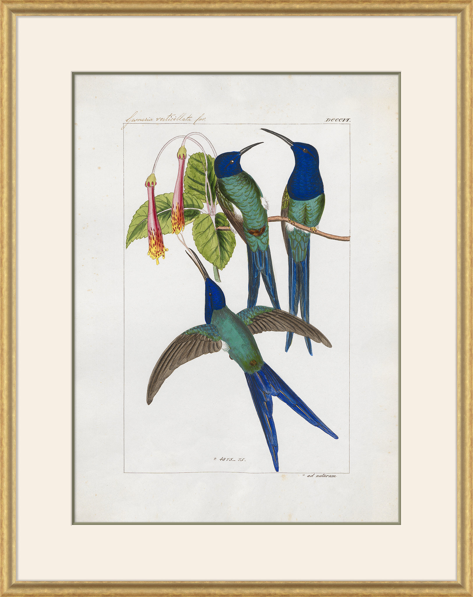 Soicher Marin Hummingbirds | Wayfair