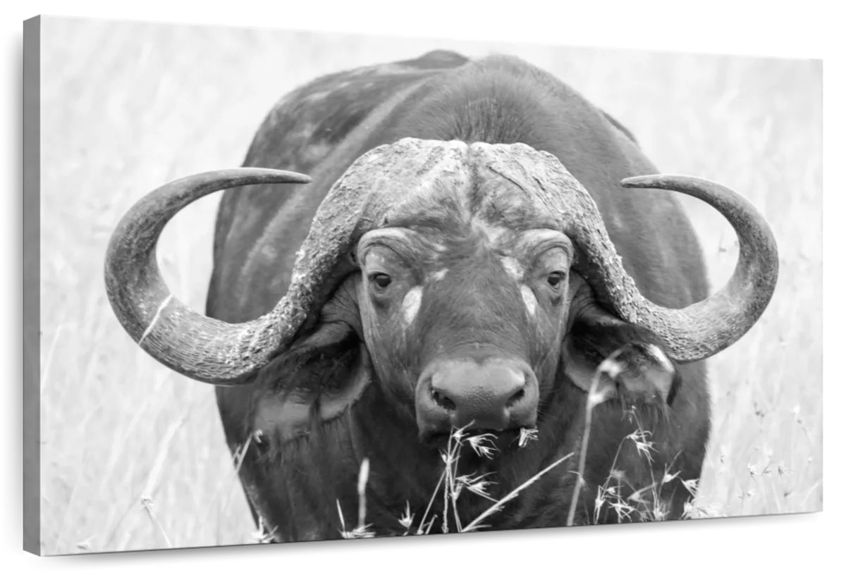 Ebern Designs Brampt Giant Buffalo Safari | Wayfair