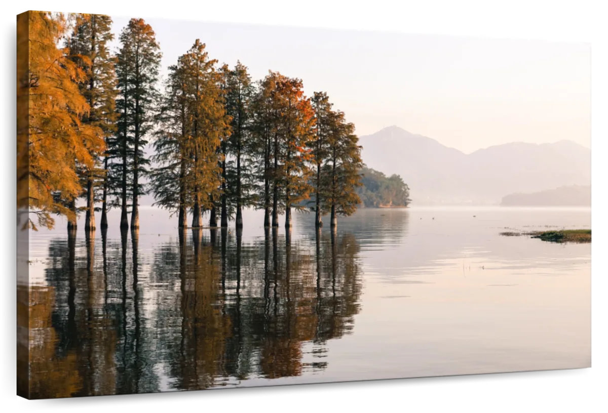 Elephant Stock Metasequoia Lake Reflection | Wayfair