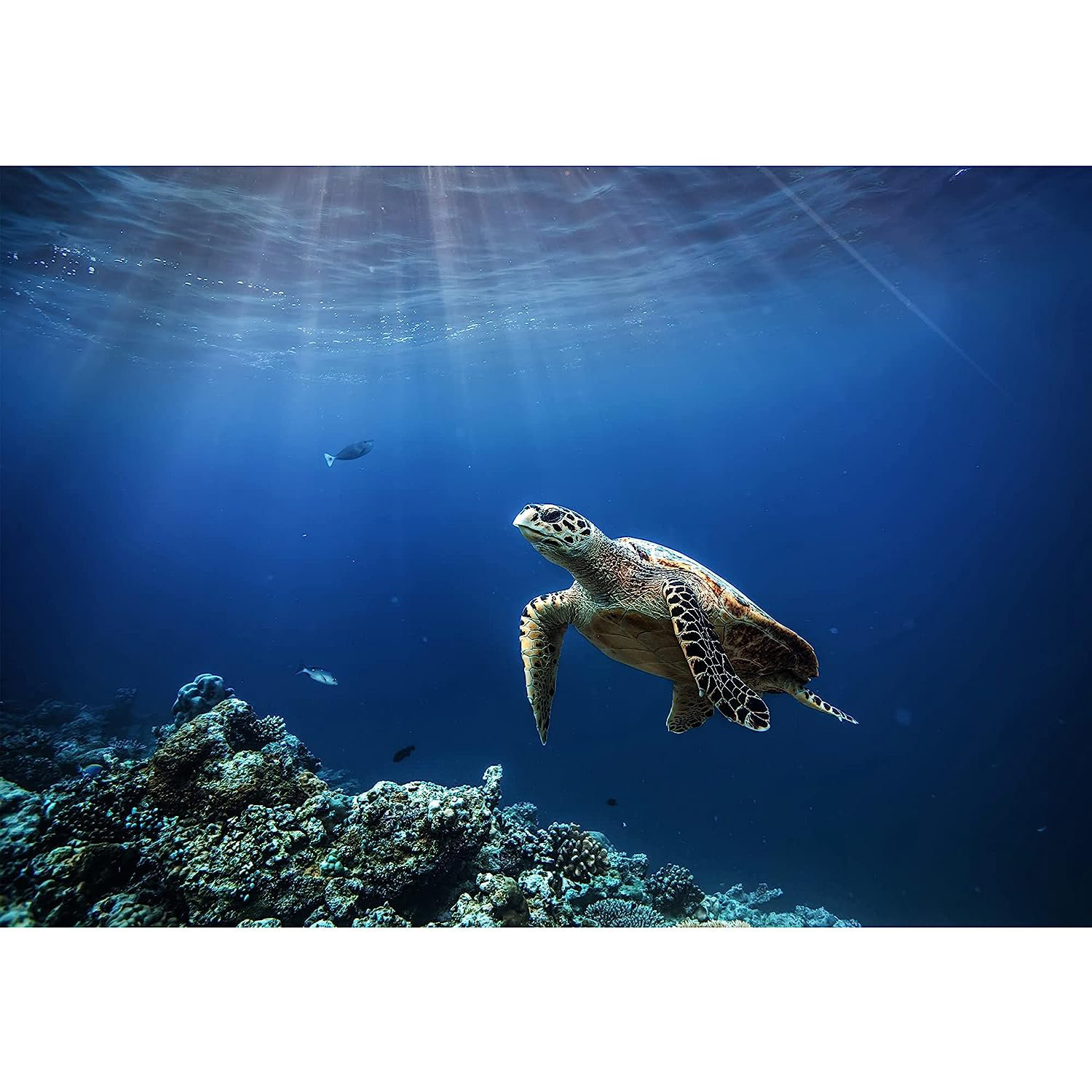 IDEA4WALL Sunlight Sea Underwater Ocean Turtle Paintable Wall Mural ...