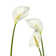 17 Stories Calla Lilies by MariusFM77 - Print | Wayfair.co.uk