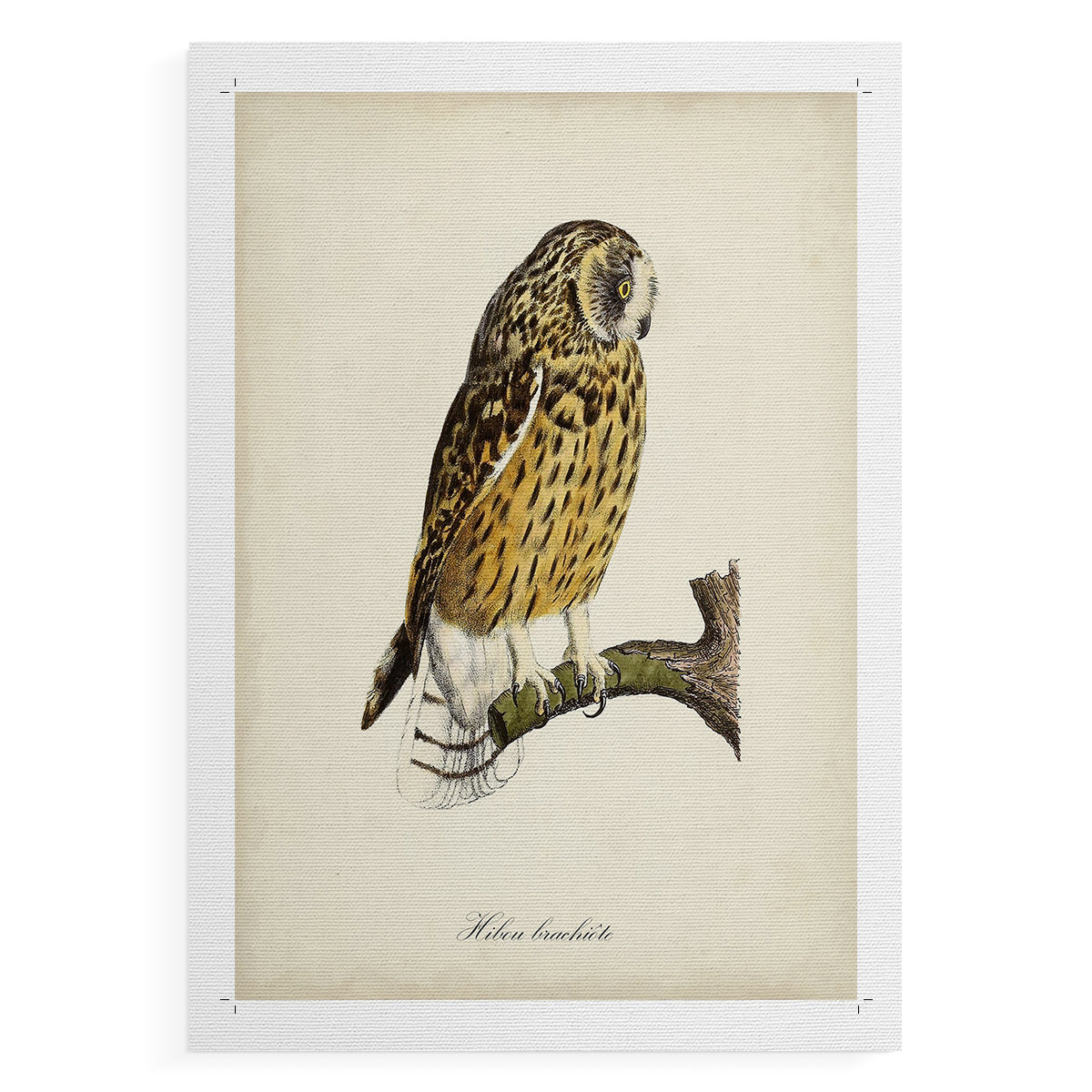 Alcott Hill® French Owls II -Canvas Print Only - NOT FRAMED | Wayfair