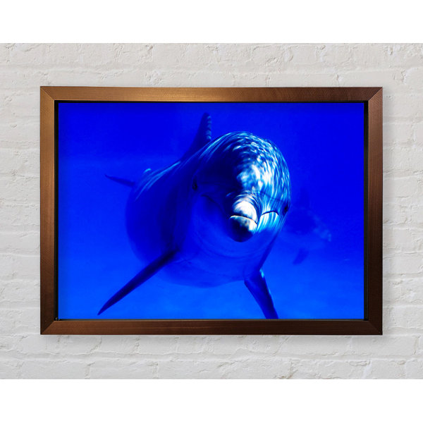 House of Hampton Dolphins Curiosity Framed Print | Wayfair.co.uk
