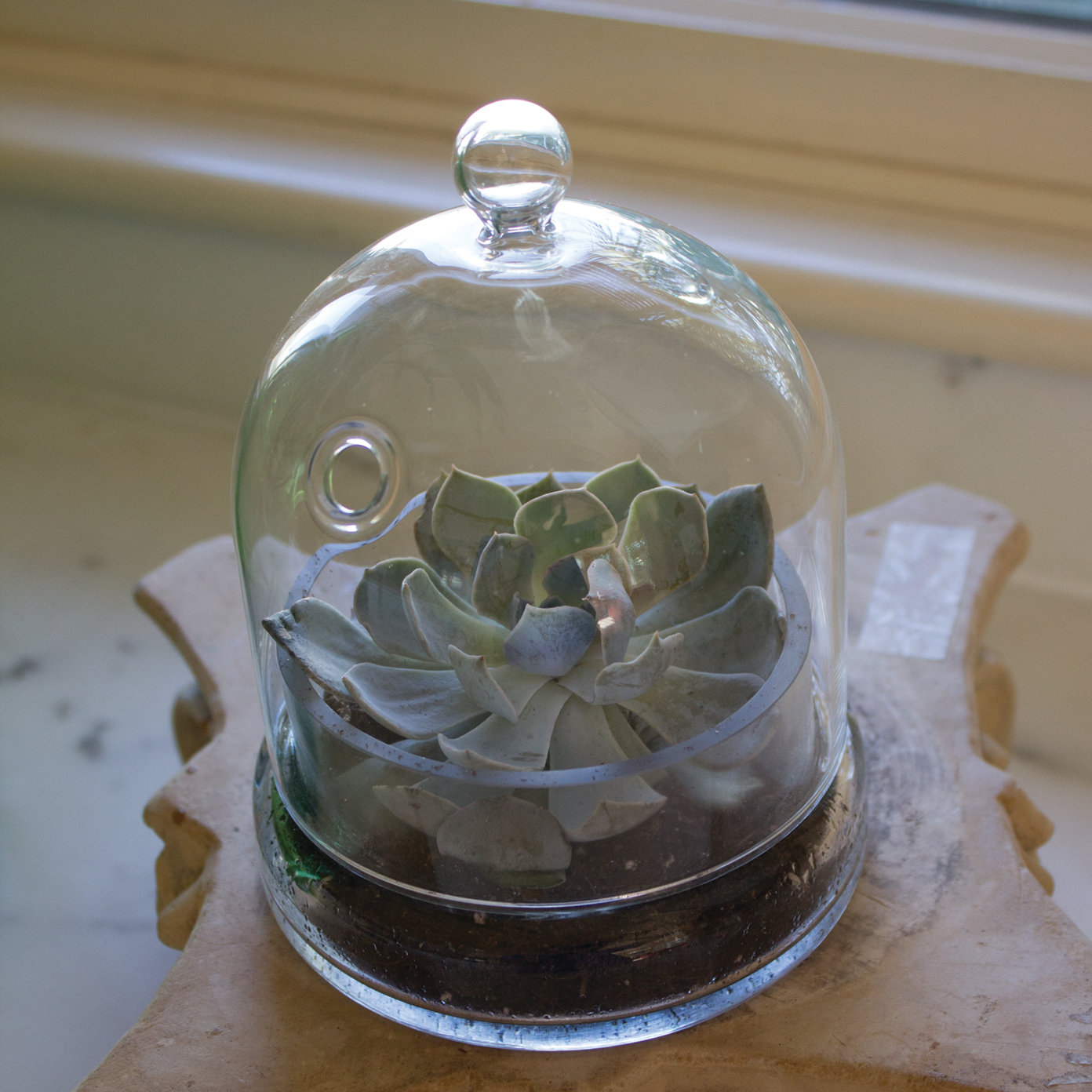 Union Rustic Hefley Glass Terrarium & Reviews | Wayfair