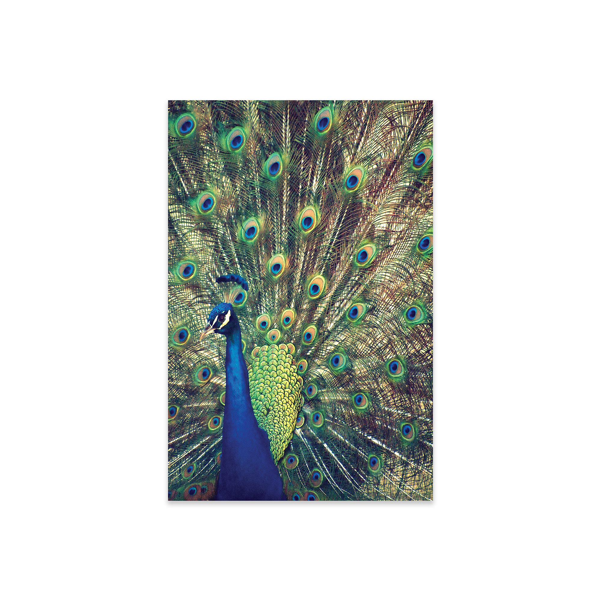 iCanvas Royally Blue I Print On Acrylic Glass | Wayfair