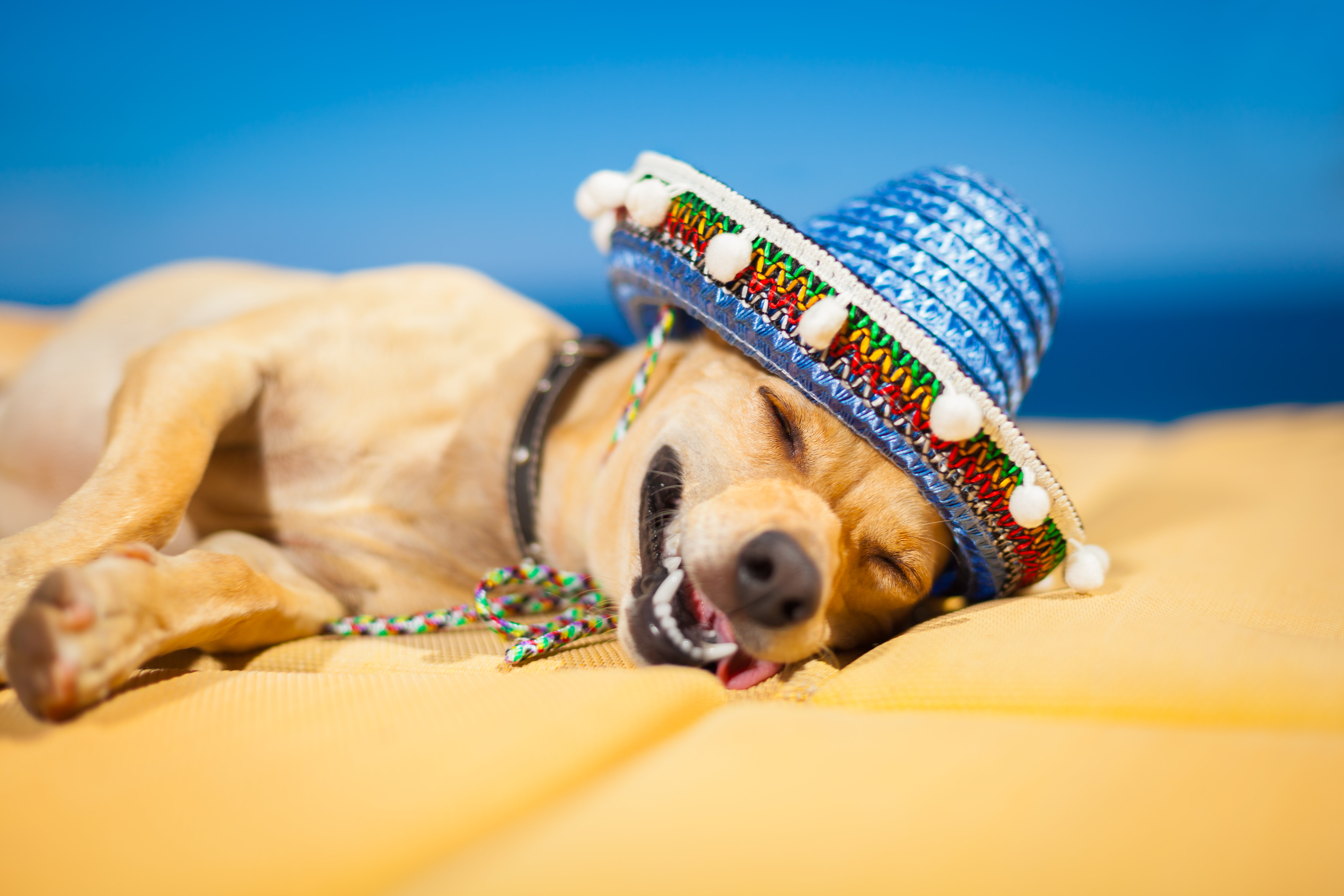 Trinx " Drunk Mexican Dog " by Damedeeso | Wayfair
