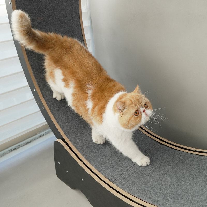 Tucker Murphy Pet™ Denora 45'' Large Cat Running Wheel Treadmill ...