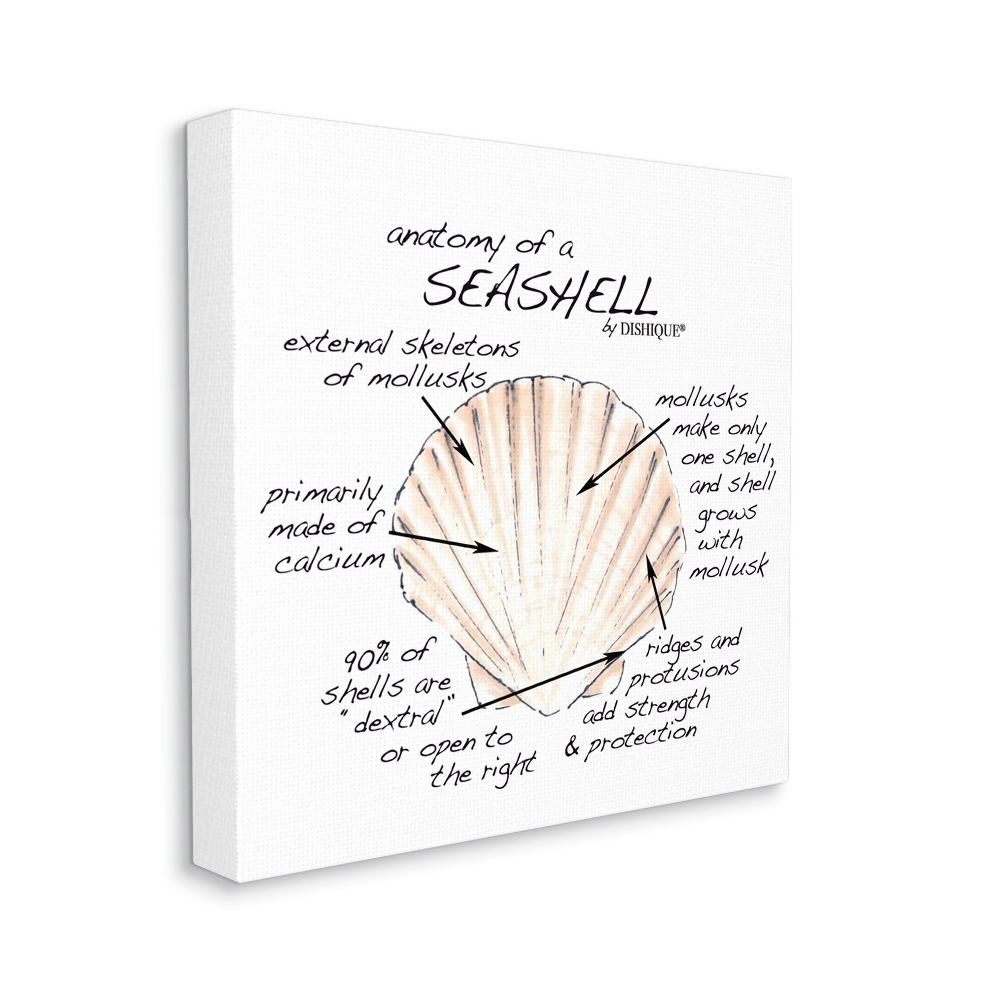 Stupell Industries Anatomy Of Seashell On Canvas by Dishique Print | Wayfair