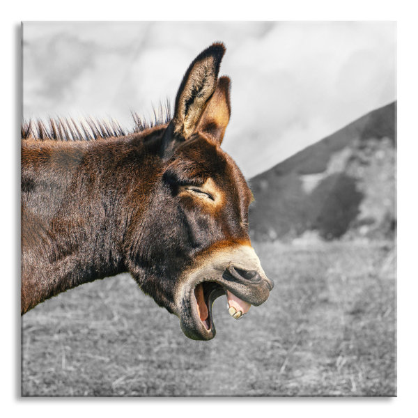 August Grove Roaring Donkey In A Green Mountain Meadow - No Frame Print ...