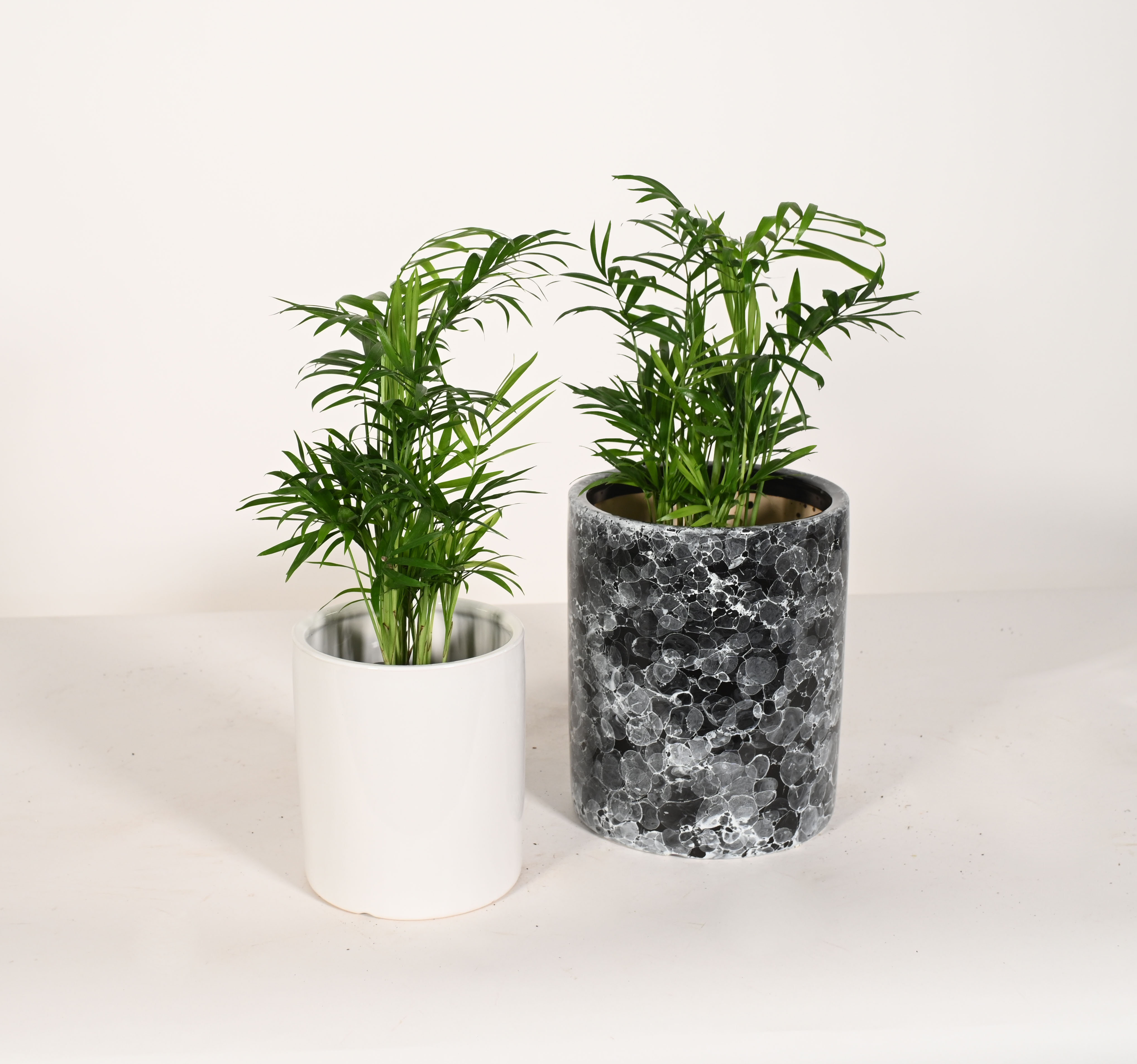 Upshining Live Plant Parlor Palm With Ceramic Planter Pots 5'' Black ...