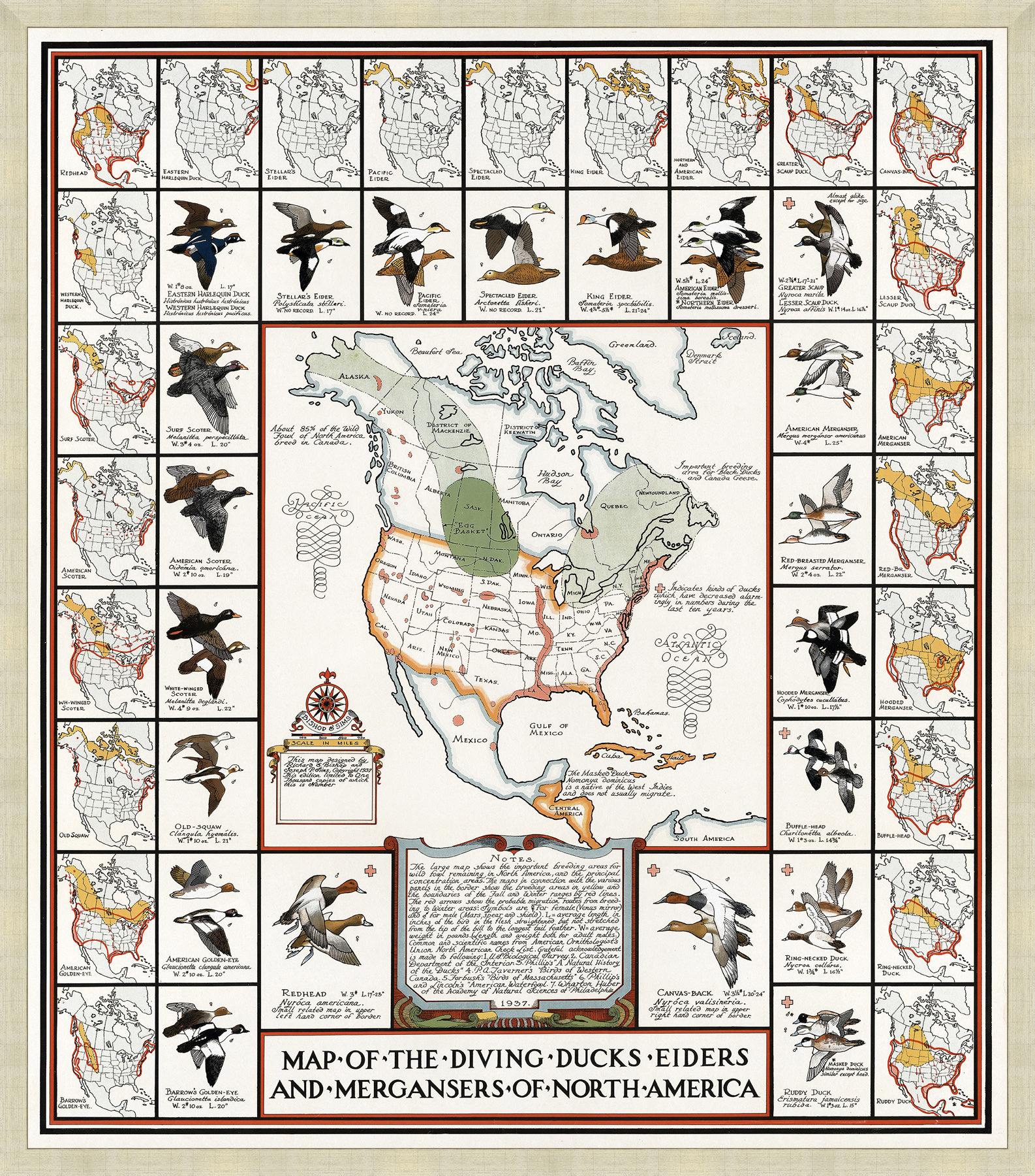 Wendover Art Group Map of Diving Ducks - Picture Frame Graphic Art on ...