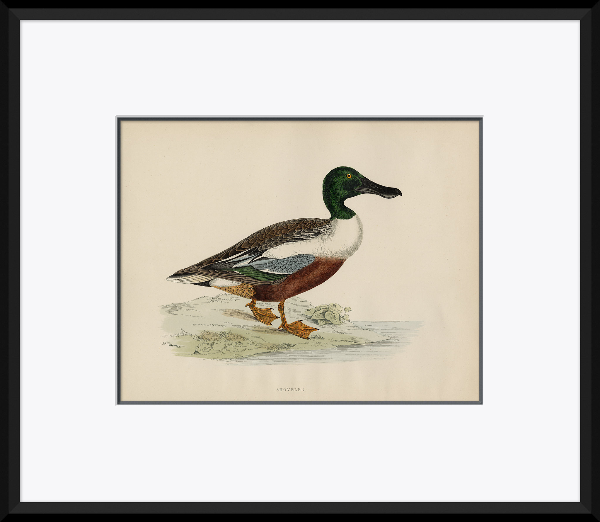 Soicher Marin Duck Series: Shoveler by Paul Cezanne - Picture Frame ...