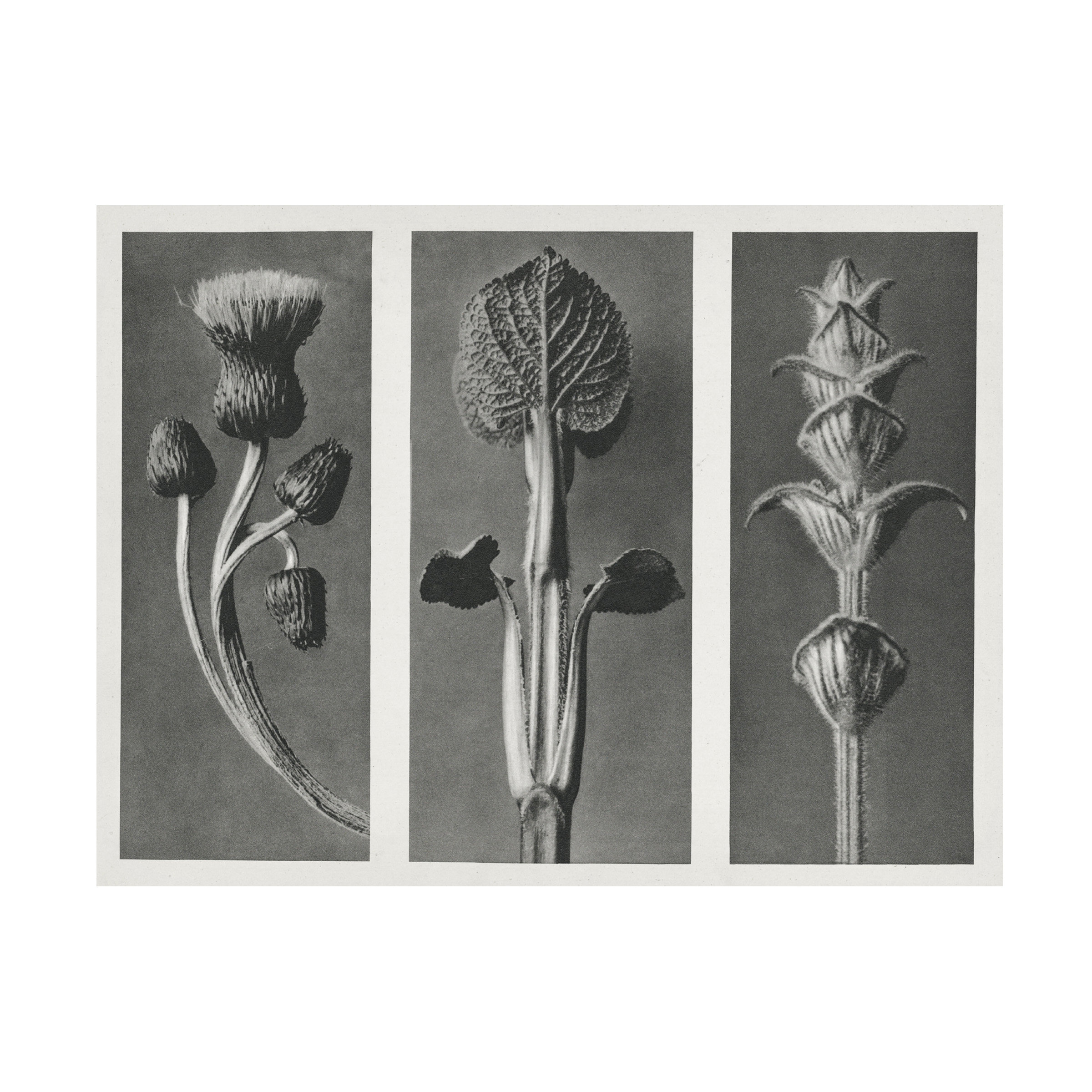 Trademark Art Modern & Contemporary " Blossfeldt's Triptych II " by Karl Blossfeldt | Wayfair