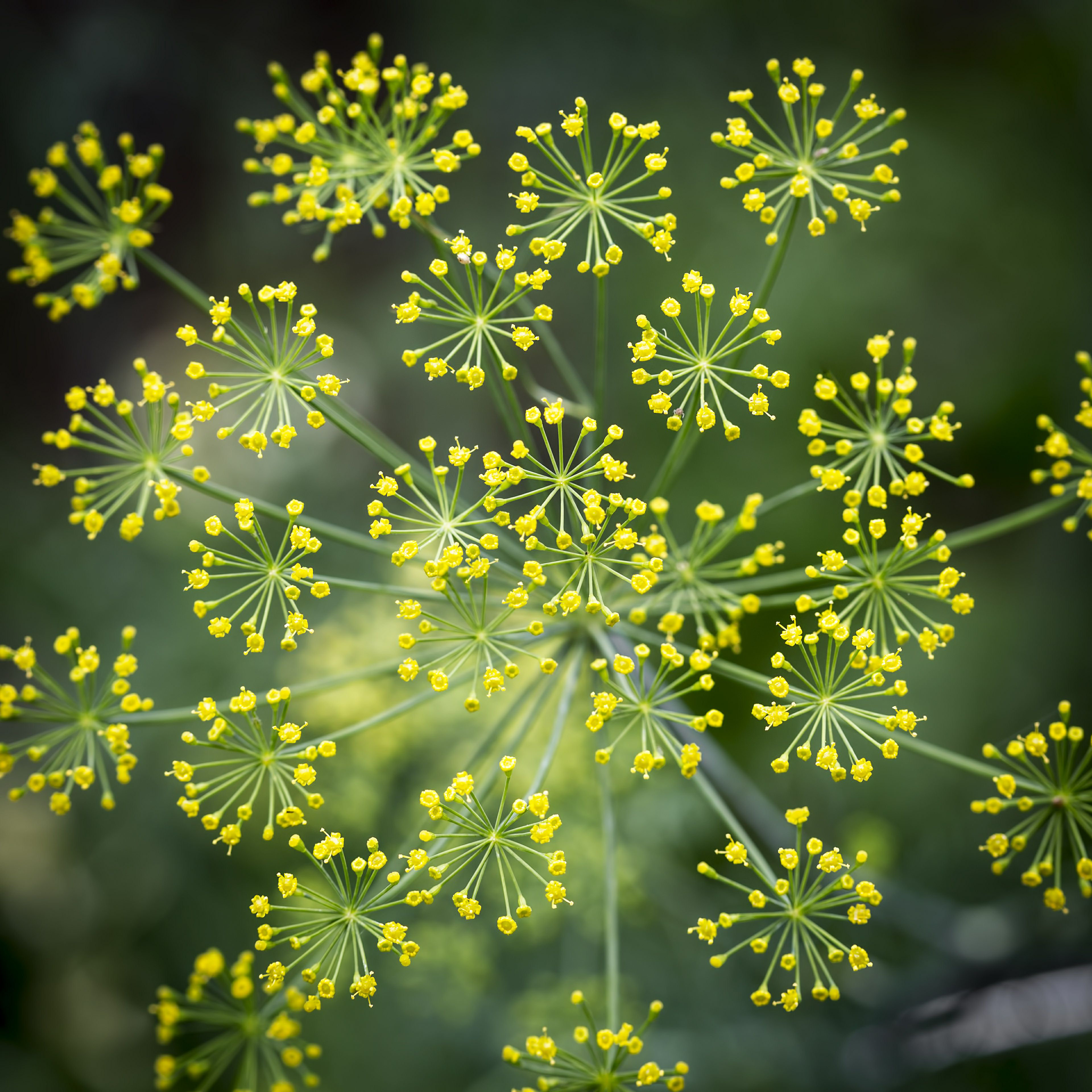 Ebern Designs Flowering Dill by Haraldbiebel - Wrapped Canvas ...