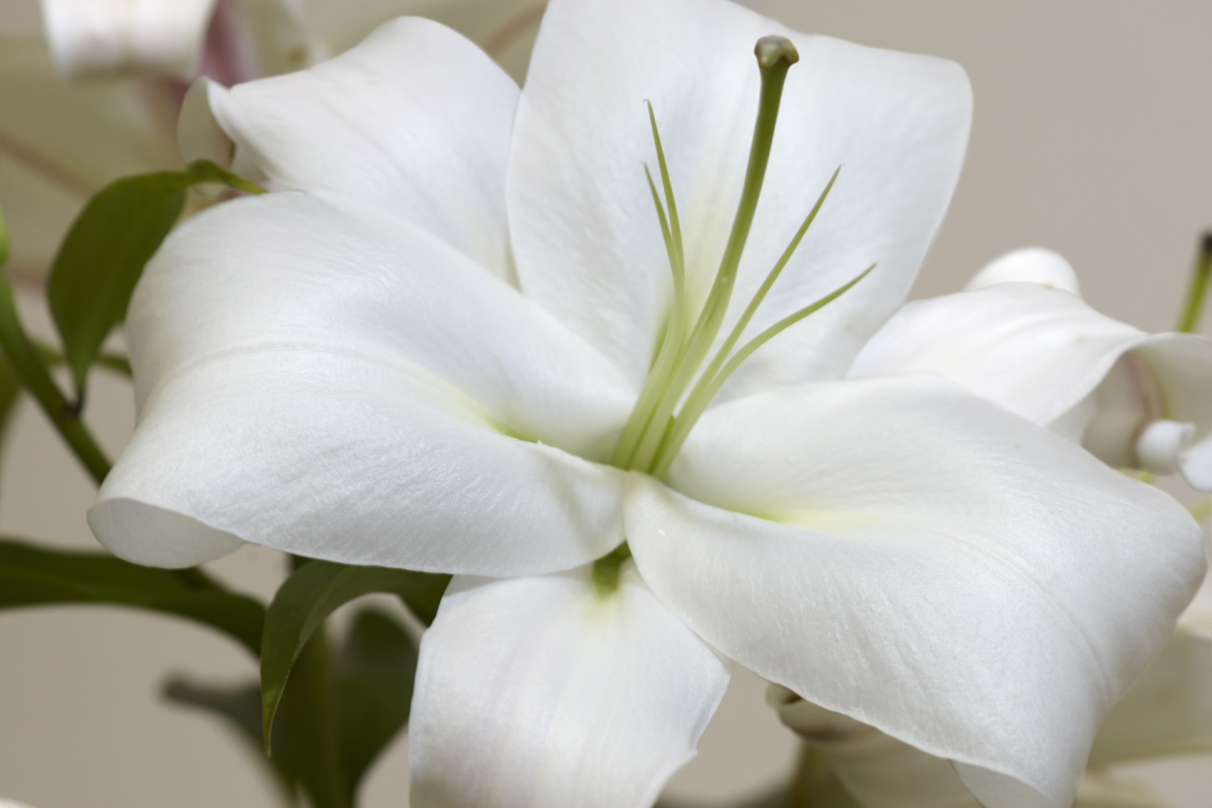 Ebern Designs White Lily by Prensis - Wrapped Canvas Photograph | Wayfair