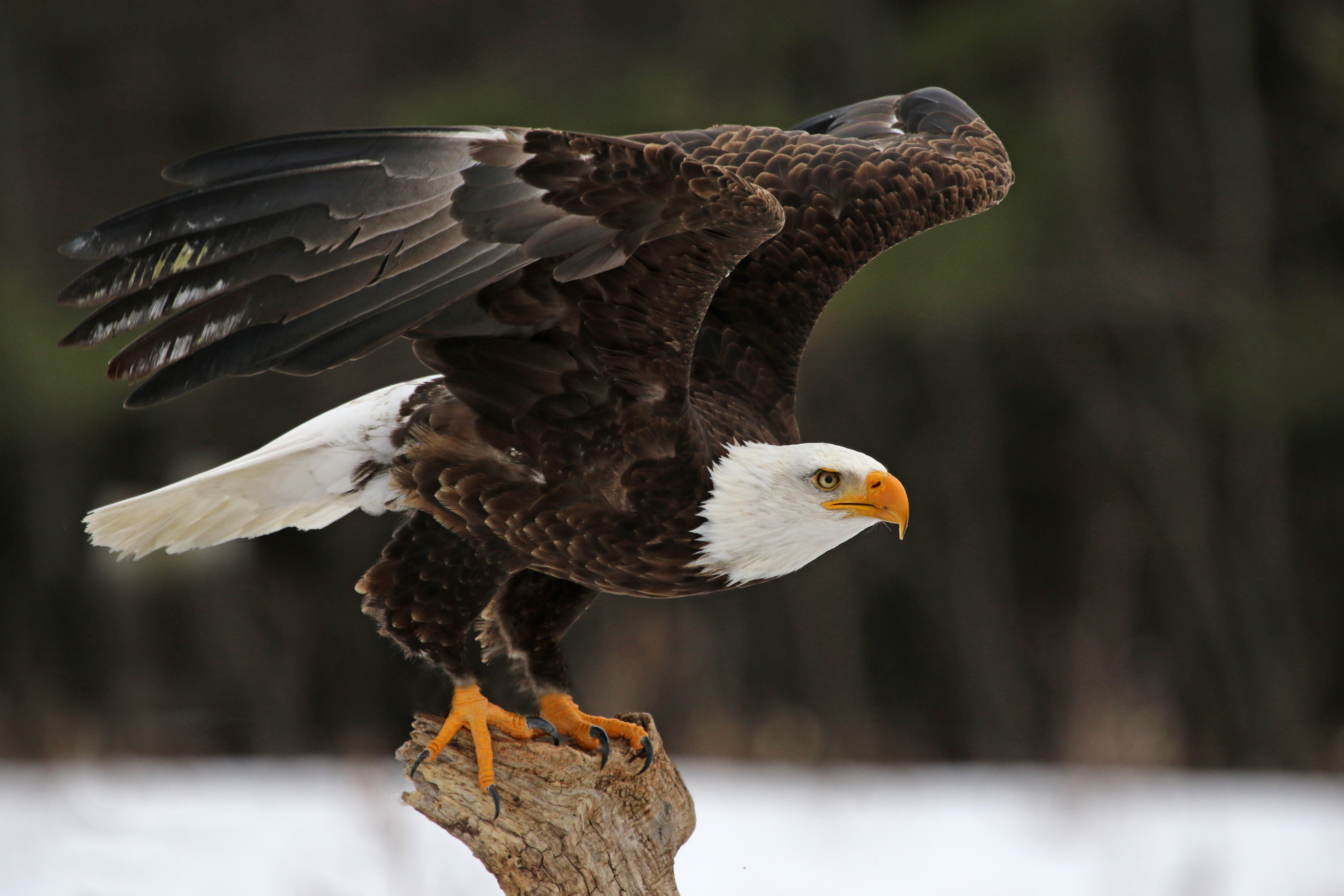 Millwood Pines Bald Eagle Take-Off - Wrapped Canvas Photograph | Wayfair