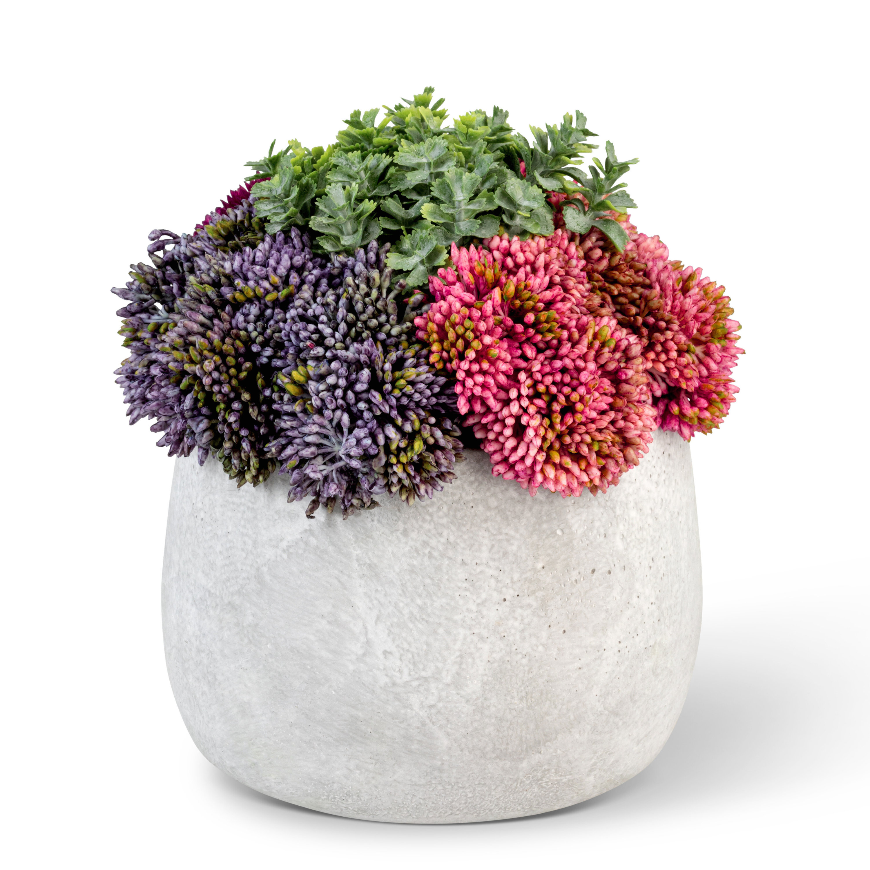 CocoBella Loreta Sedum Arrangement in Light Grey Planter | Wayfair