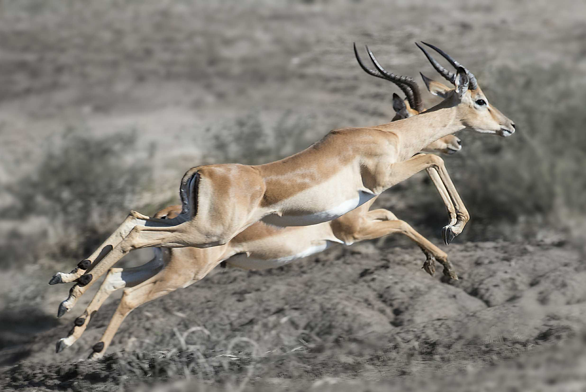 Ebern Designs Impala - Wrapped Canvas Print | Wayfair