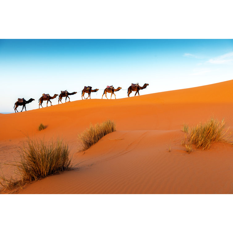 Natur Pur Kamele in einer Reihe von Wanderungen, Erg Chebbi, Marokko ...