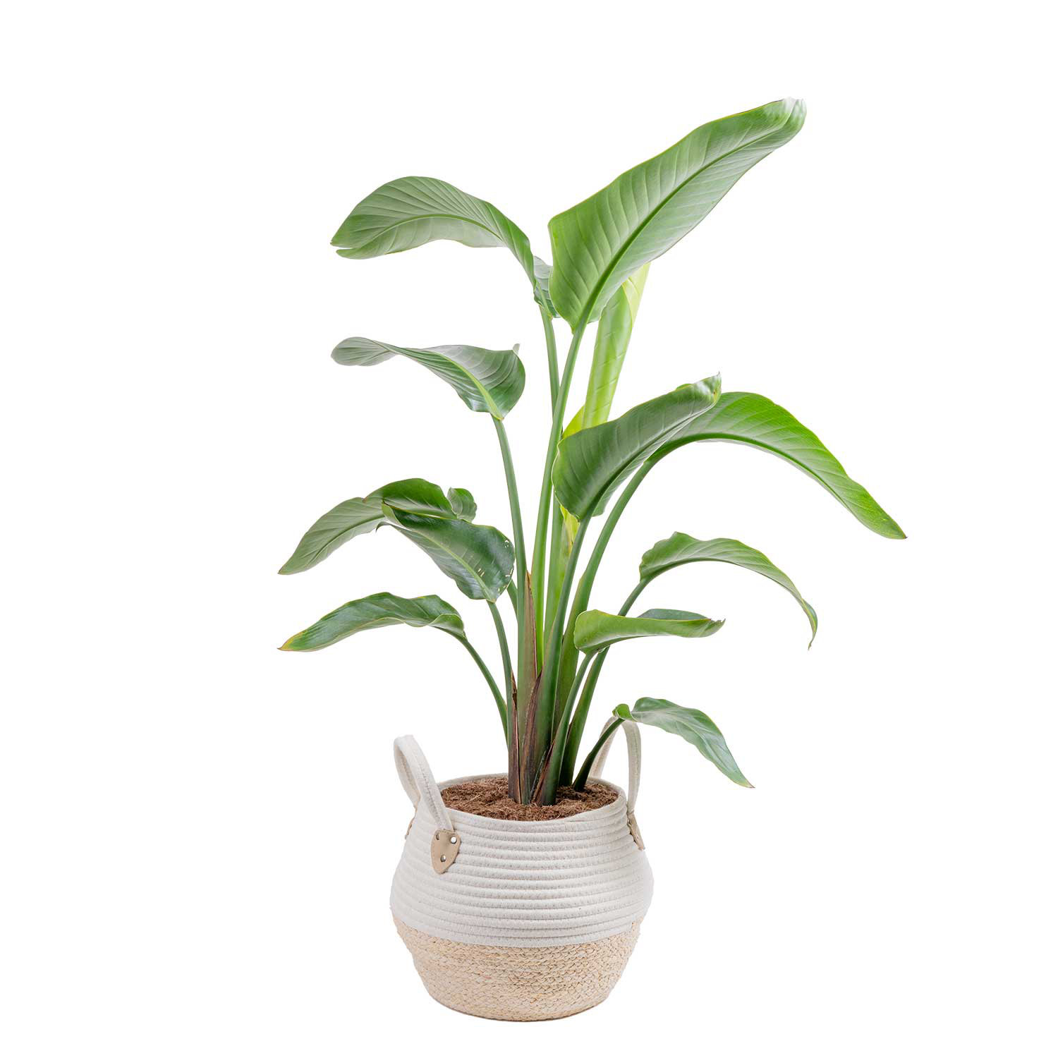 Costa Farms Indoor White Bird of Paradise House Plant in 10-inch Weave ...