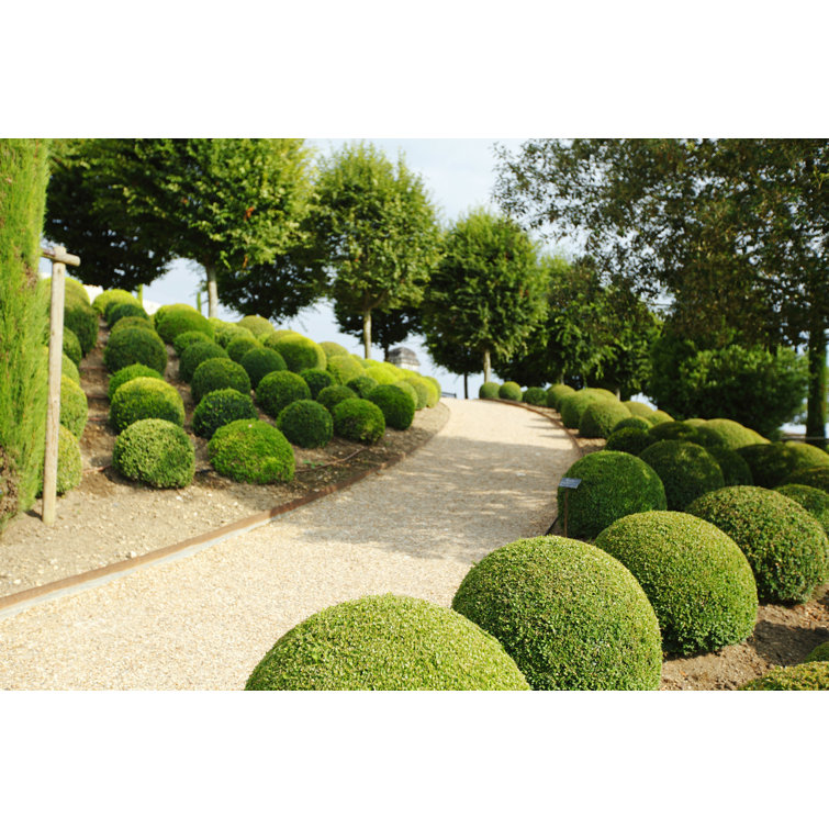 Ebern Designs Murland Boxwood, Amboisen Park On Canvas by Ivanmikhaylov ...