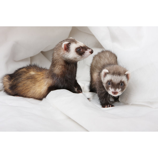 17 Stories Two Ferrets by Kuricheva - Wrapped Canvas Print | Wayfair.co.uk