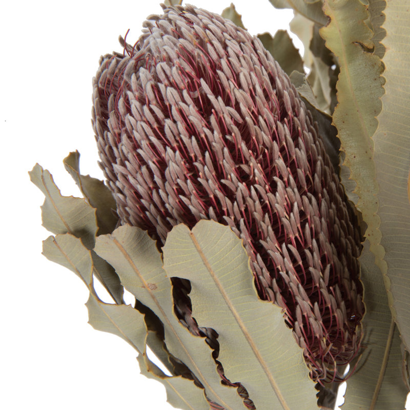 Primrue 12" Natural Pink Banksia Menzi Flower with Stem. Includes 3 ...