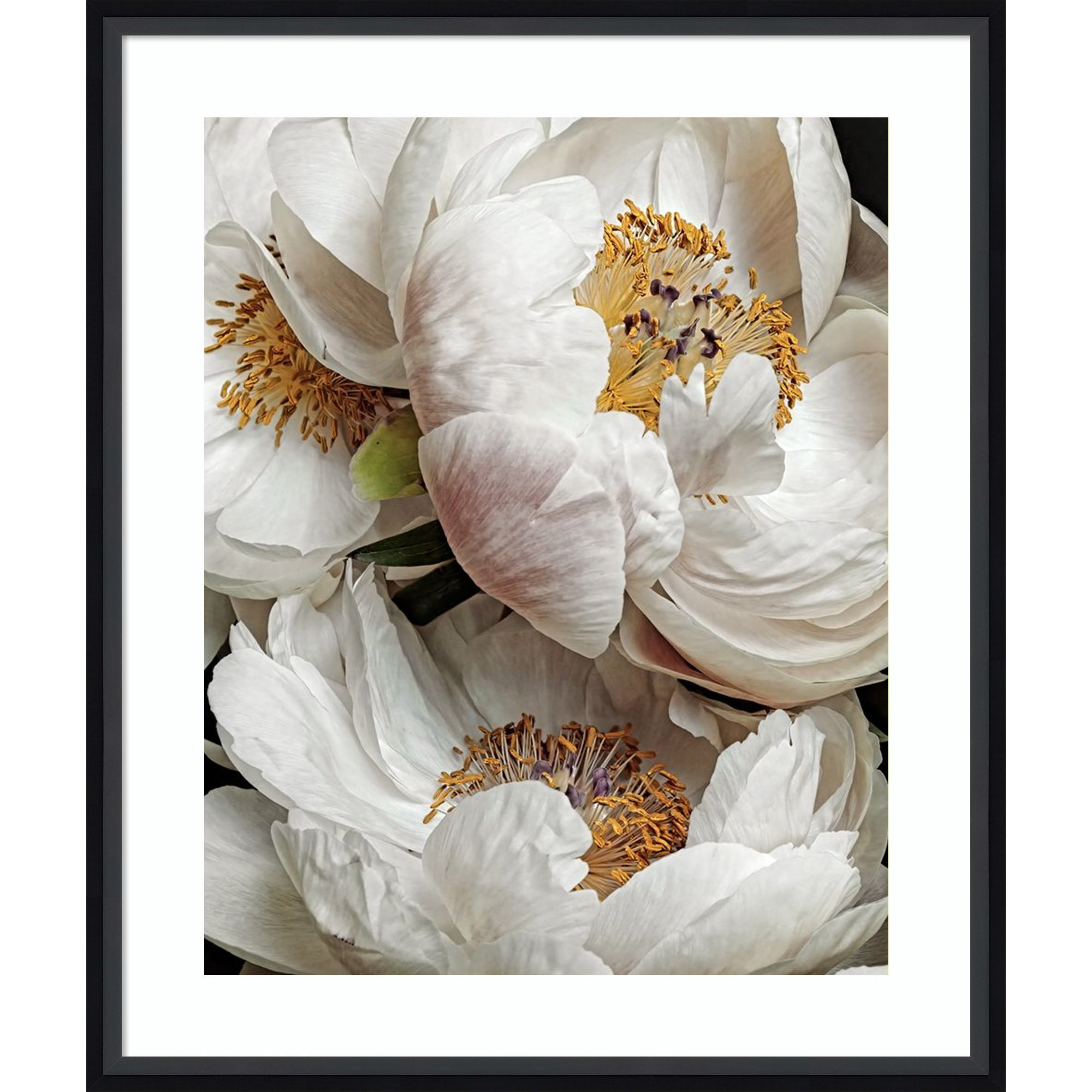 Joss & Main Ivory Flowers by Urban Road - Picture Frame Photograph ...
