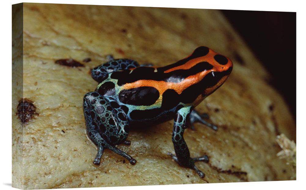 East Urban Home 'Rio Madeira Poison Frog, Peruvian Lowlands ...