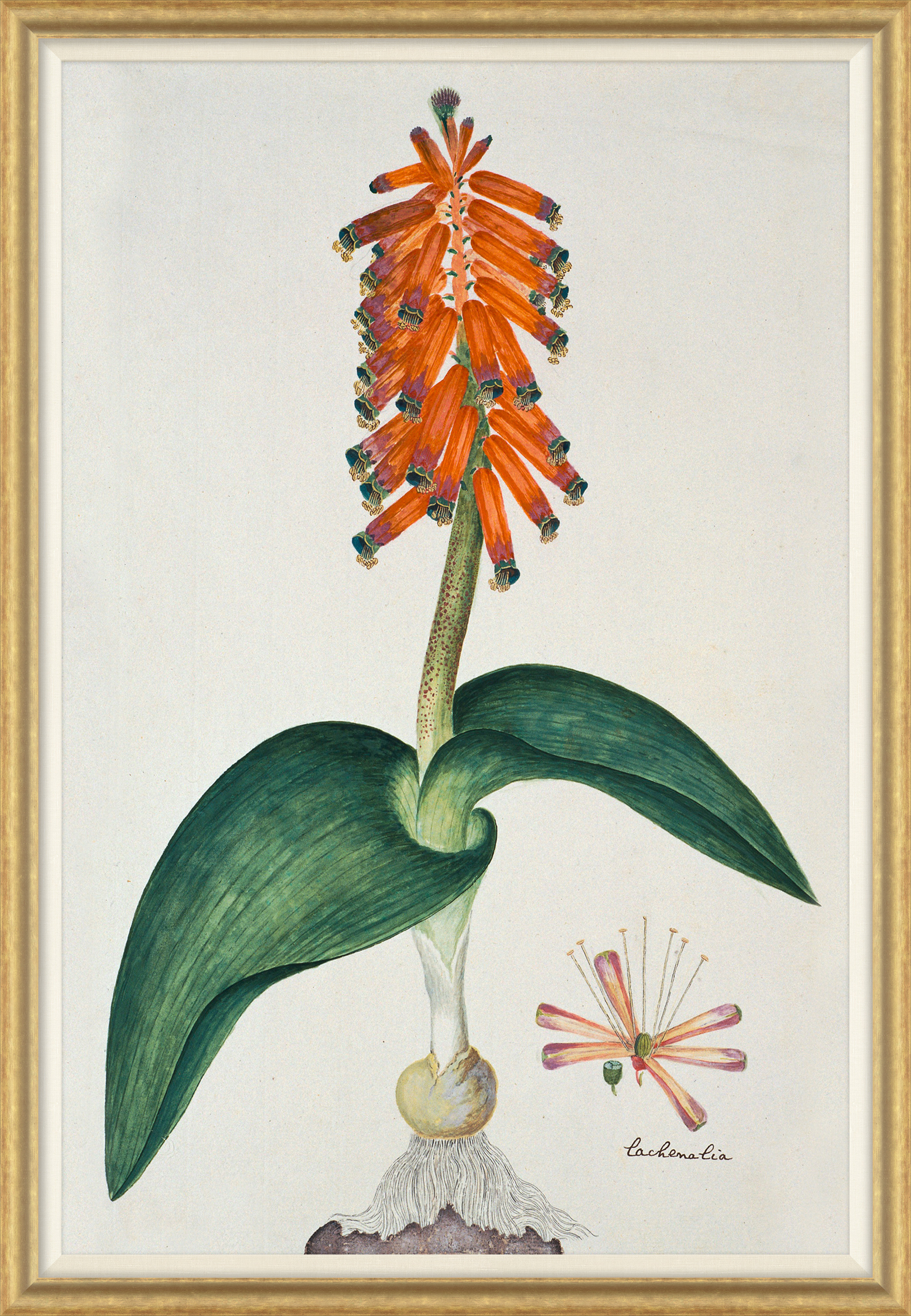 Soicher Marin The Gordon African Collection: Plants, Robert Jacob ...