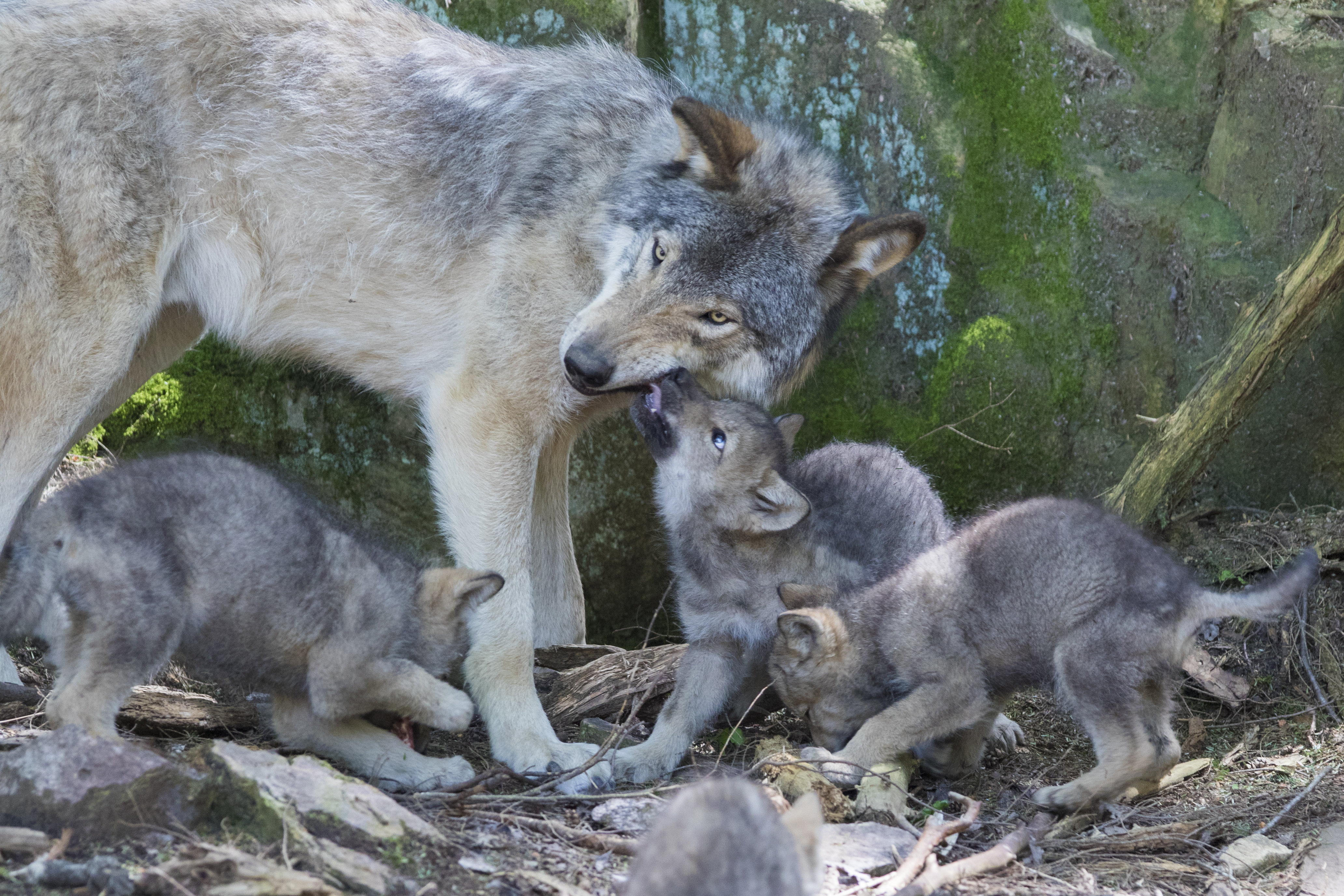 Alpen Home Timber Wolf Family by Mirceax - Wrapped Canvas Photograph ...