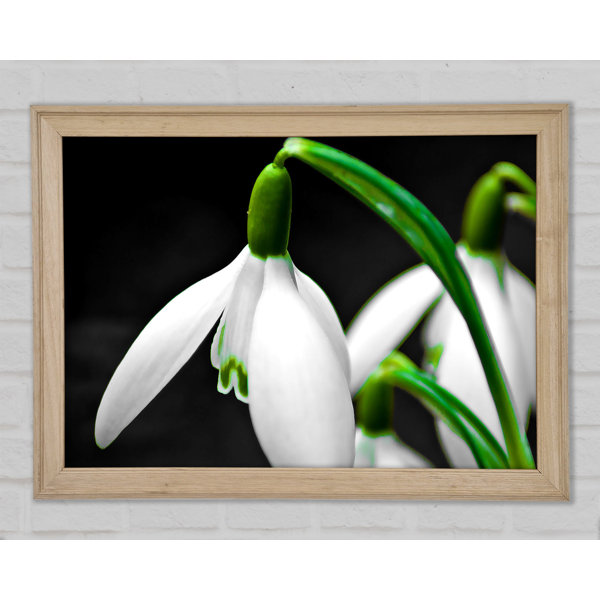 Brayden Studio Snowdrop Flower - Single Picture Frame Art Prints ...