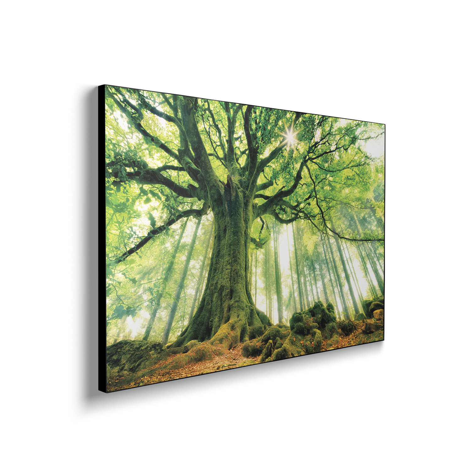 Ivy Bronx Steelpix Metal Canvas - Ponthus' Beech By Christophe Kiciak ...