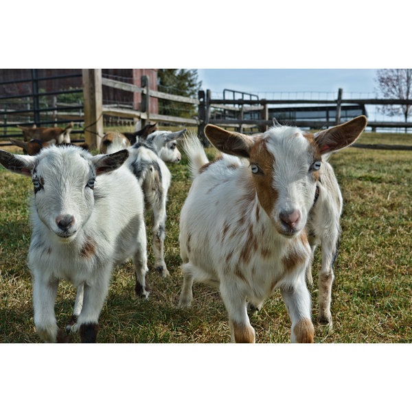 Brambly Cottage Goats On Farm - Wrapped Canvas Print | Wayfair.co.uk