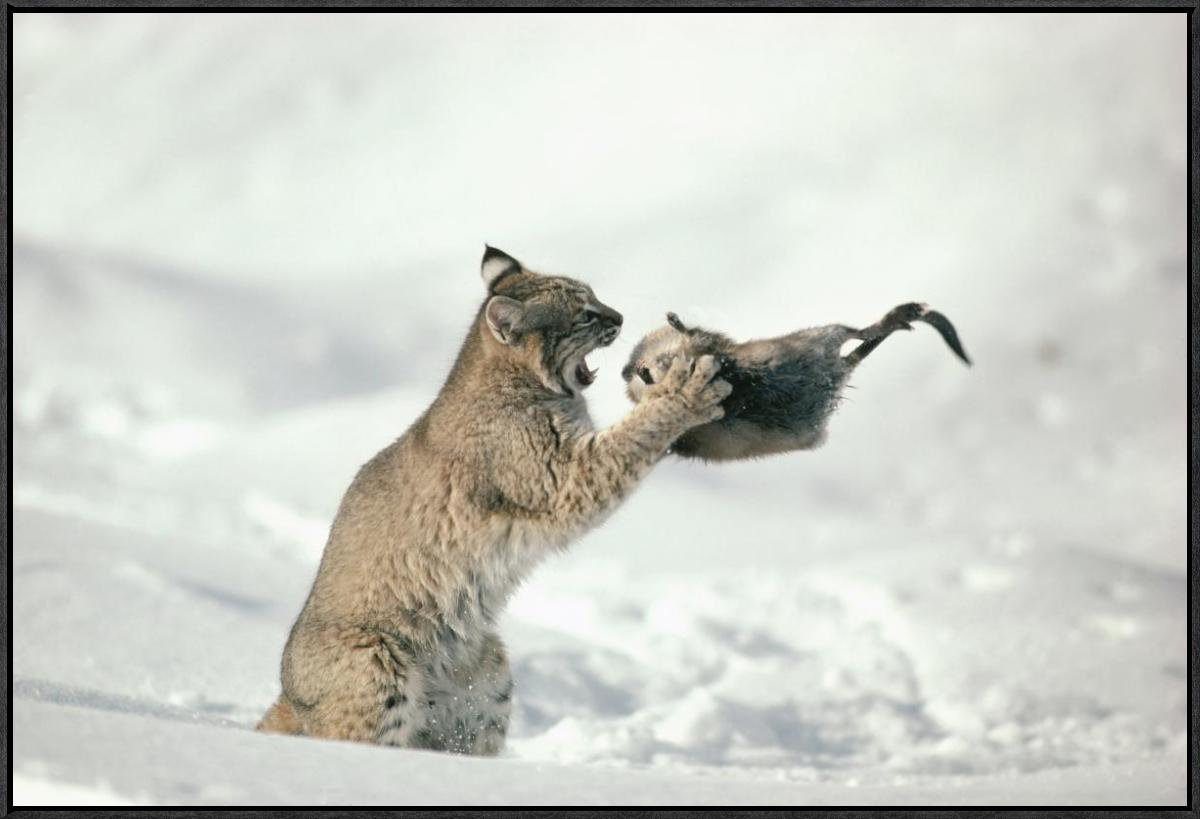 Global Gallery «Bobcat capturant Muskrat in the Winter, Idaho» par ...