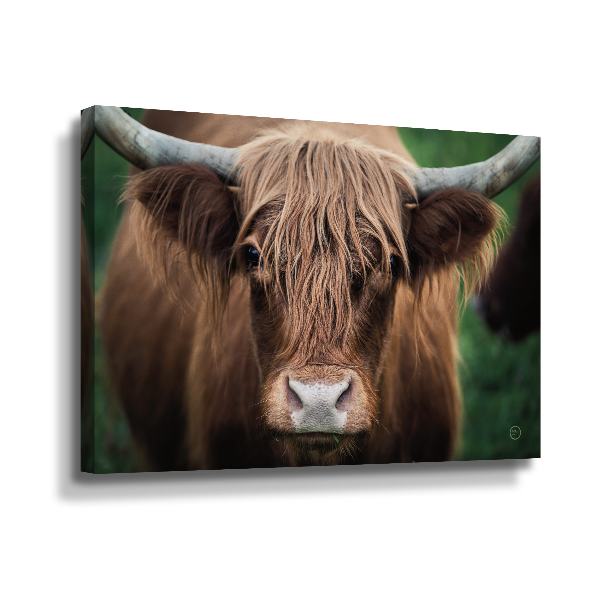 Foundry Select Cow Nose Print - Wayfair Canada
