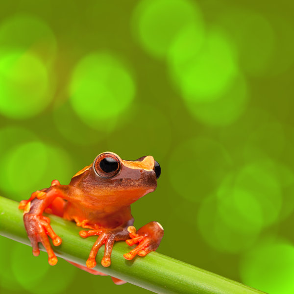 Ebern Designs " Red Tree Frog " by Kikkerdirk | Wayfair