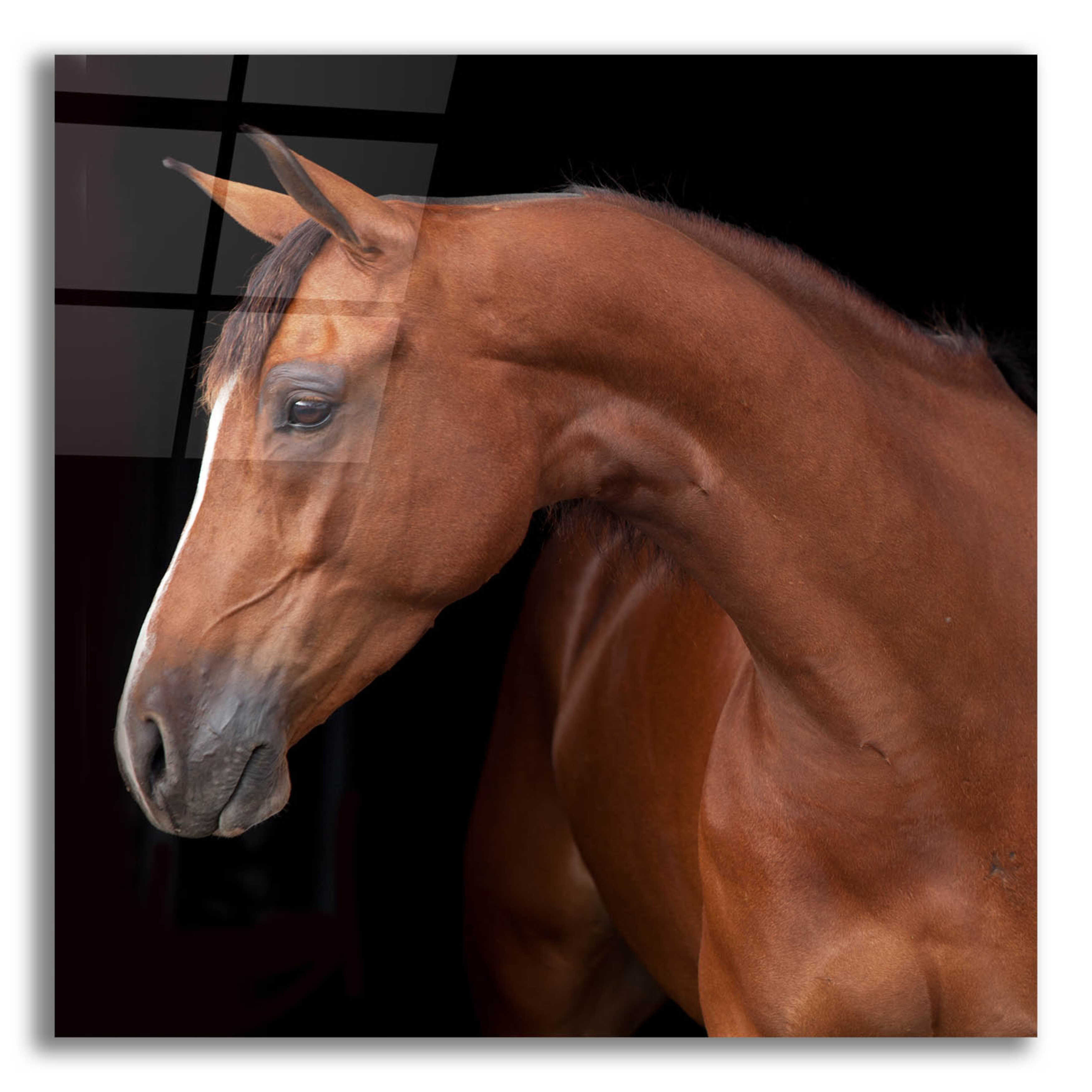 Union Rustic Epic Art 'Jack' By Susan Friedman, Acrylic Glass W Jack by ...