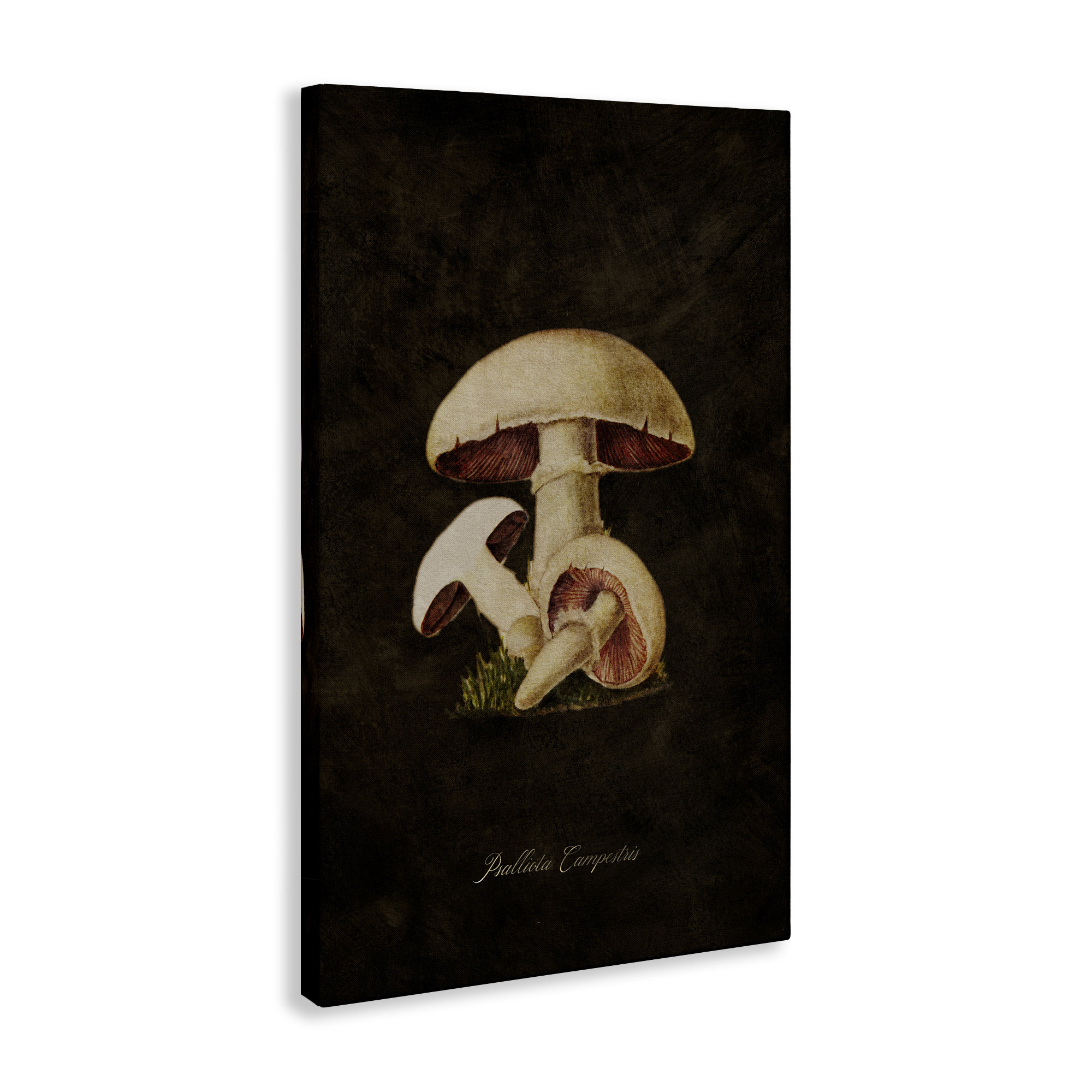 Rosalind Wheeler Vintage Portobello Mushroom Canvas Wall Art by Tina ...