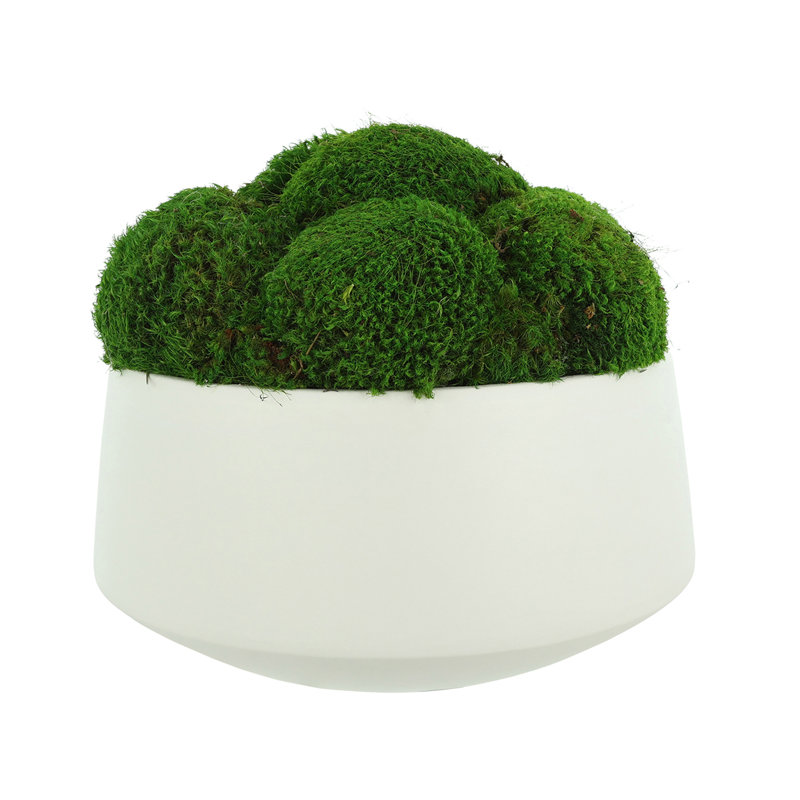 Primrue Mood Moss Arranged in Ceramic Pot | Wayfair
