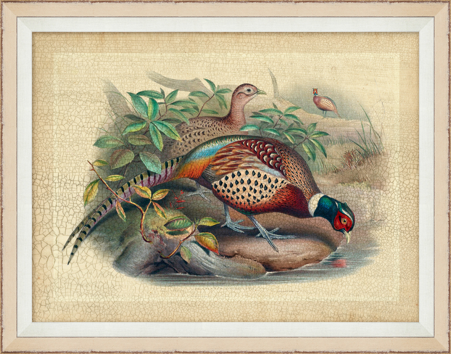 Wendover Art Group Pheasant Collection 9 - Picture Frame Graphic Art on ...