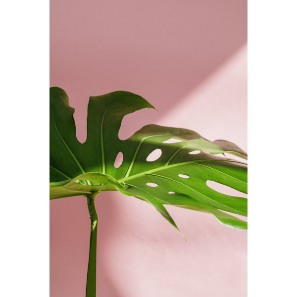 Bay Isle Home Sittig Monstera by Edalin - Wrapped Canvas Photograph ...